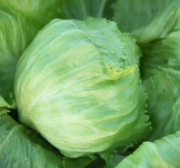 Bladvekster | Prydhagen. Stor fokus på populære frø sorter av god kvalitet.