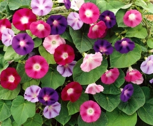 Purpraktvindel 'fargemiks' | Prydhagen. Stor fokus på populære frø ...