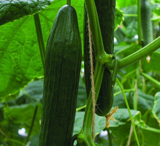 Agurk 'Euphya' | Prydhagen. Stor fokus på populære frø sorter av god ...