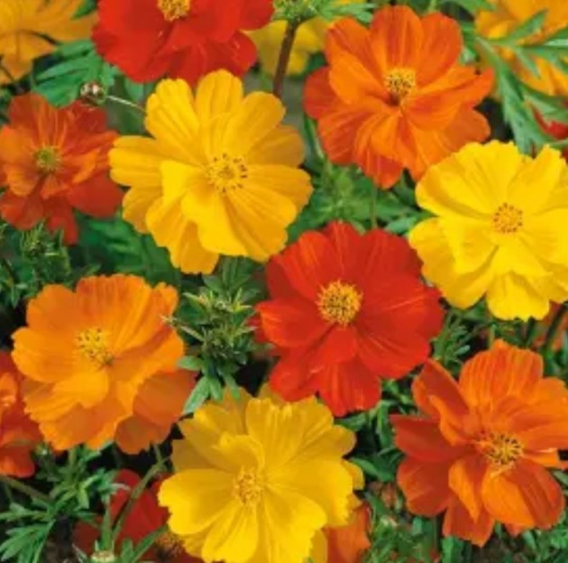 Cosmos Gullkorg 'Sunny Red' | Prydhagen. Stor fokus på populære frø ...