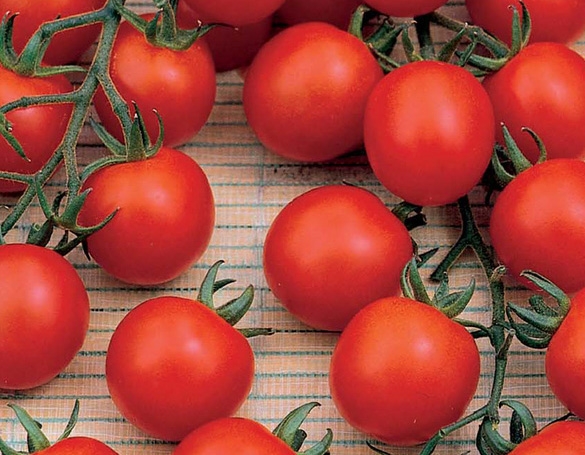 Tomat | Prydhagen. Stor fokus på populære frø sorter av god kvalitet.