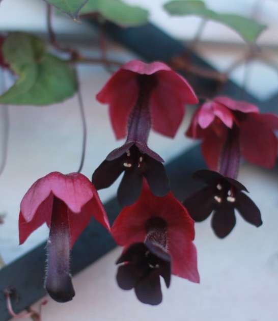 Blodbeger | Prydhagen. Stor fokus på populære frø sorter av god kvalitet.